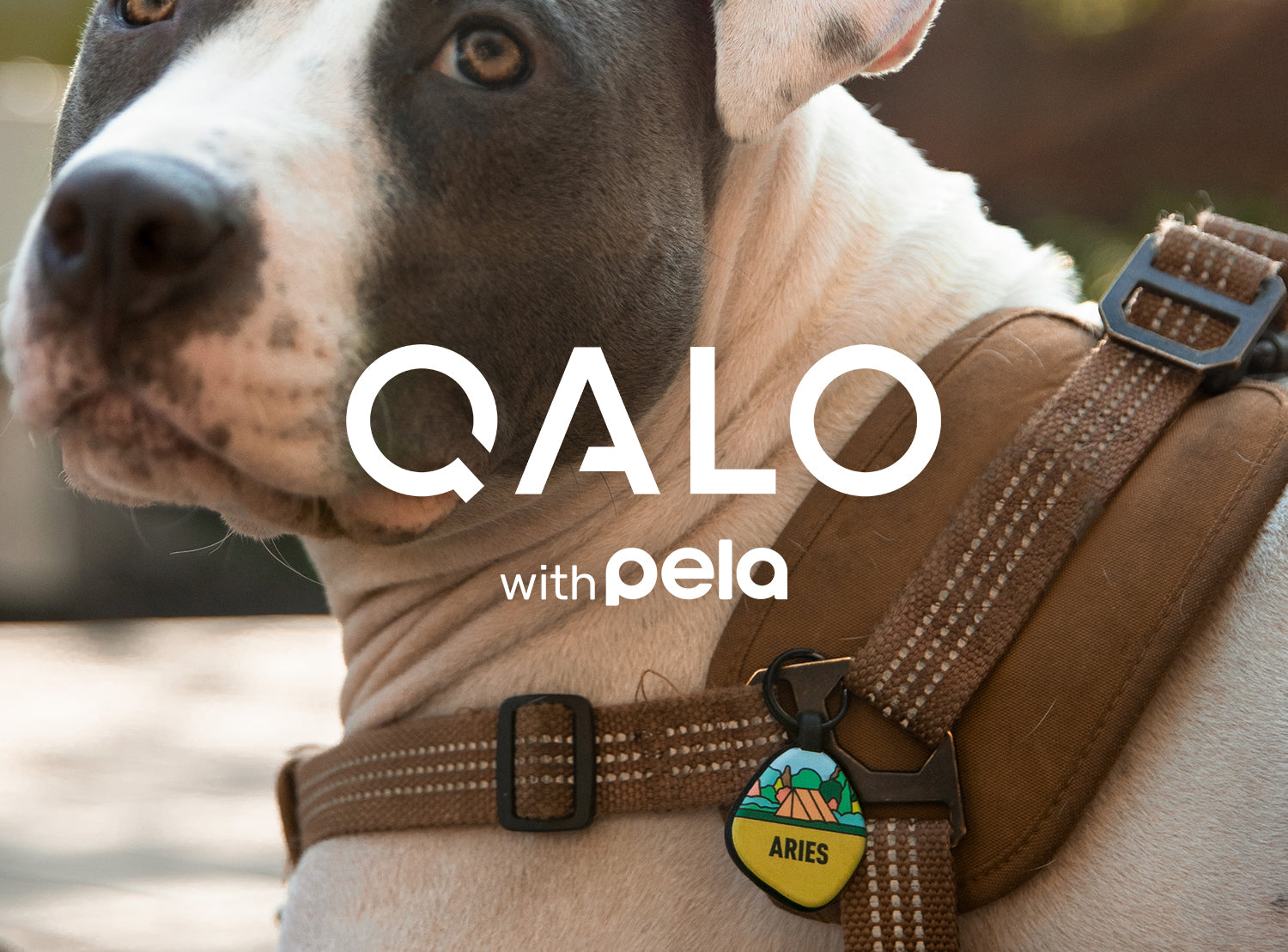 Our Footprint – Pela Case